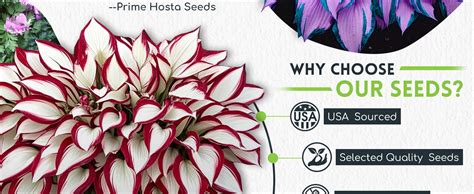 Floranza Hosta Seeds Blue Black Variegated Large Leaf