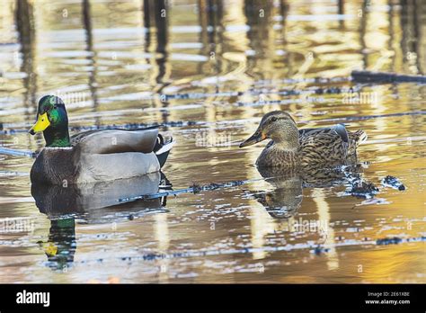 Mallard Duck Male Female Mating Hi Res Stock Photography And Images Alamy