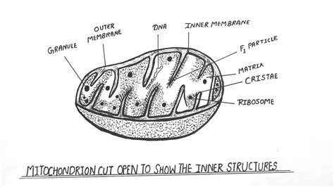 Mitochondrion Diagram