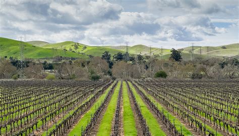 Looking At Livermore Jancis Robinson