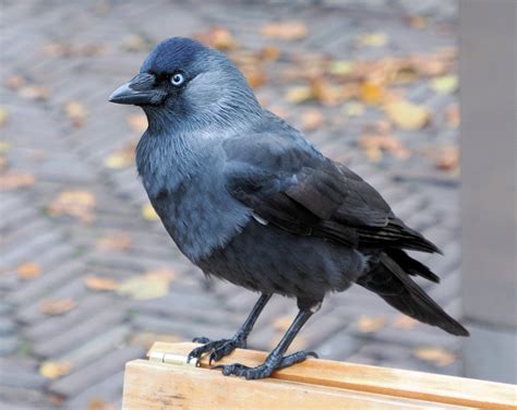 Das Schätzchen… Foto And Bild Fotos Natur Tiere Bilder Auf Fotocommunity
