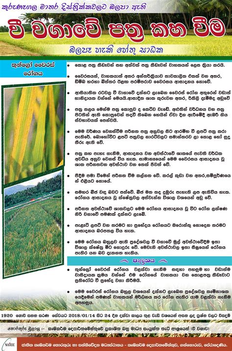 වී වගාවේ පත්‍ර කහ Department Of Agriculture Sri Lanka