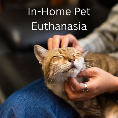 25 Years Of Compassionate Care Loving Paws House Calls
