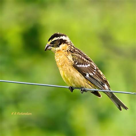 Female Black Headed Grosbeak 02 Black Headed Grosbeak Ph… Flickr