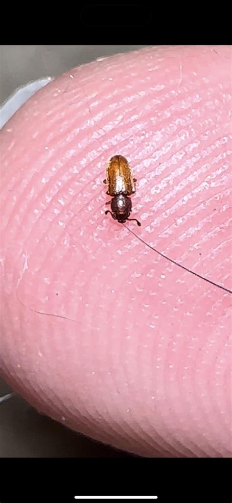 Powderpost Beetle R Entomology