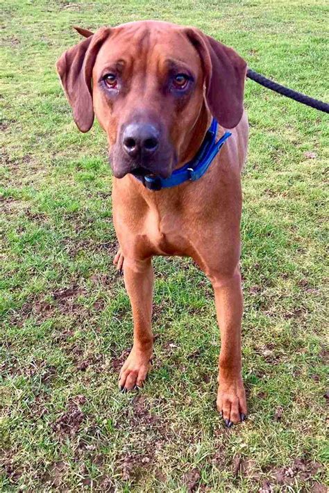Loki 17 Month Old Male Rhodesian Ridgeback Available For Adoption