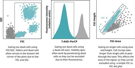 Data Analysis In Flow Cytometry Abcam