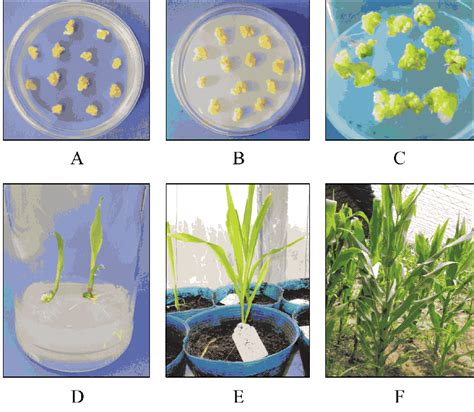 Agrobacterium Mediated Transformation Of Zea Mays Maize Lifeasible