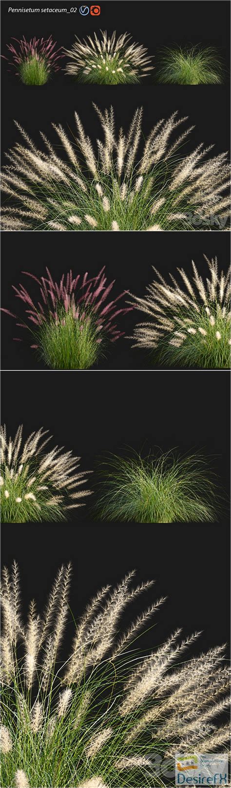 Download Pennisetum Setaceum02 3d Model Desirefxcom