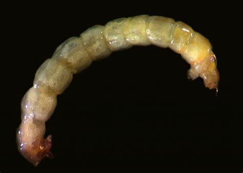 Chironomidae Larvae