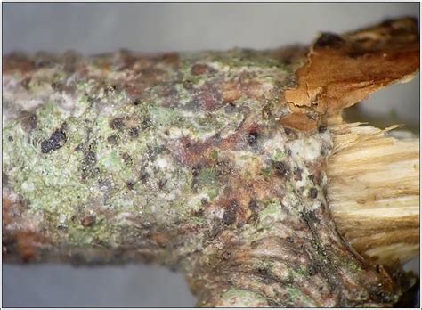 Irish Lichens Anisomeridium Viridescens