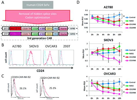 A New Codon Optimized Anti Cd24 Car Kills Cd24 Expressing Ovarian