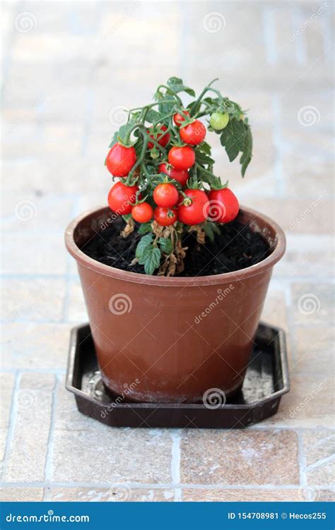 Red Cherry Tomatoes Growing On Single Tomato Plant Planted In Dark