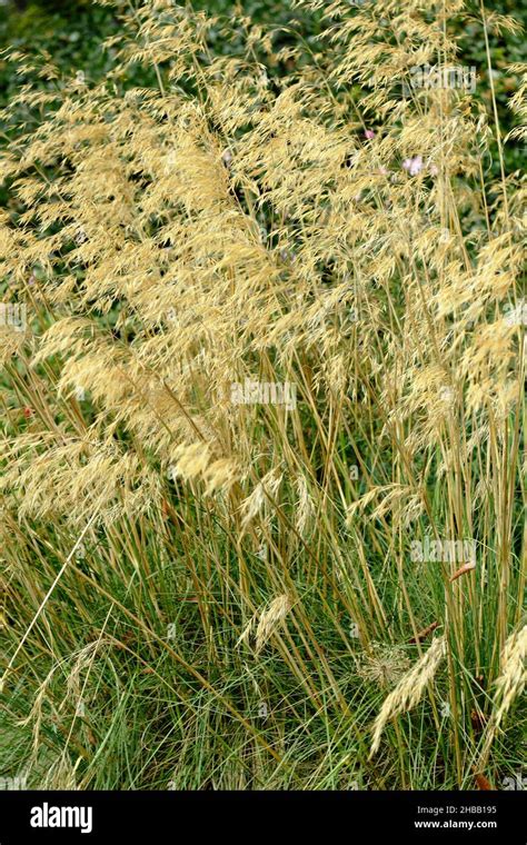 Stipa Gigantea Ornamental Giant Feather Grass In A Uk Autumn Garden