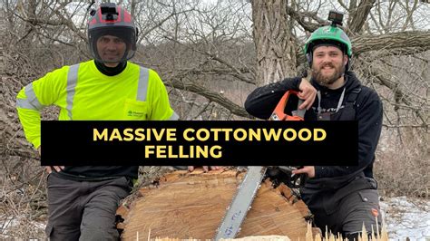 Game Of Trees And Guilty Of Treeson Got Together To Fell A Massive Cottonwood Youtube