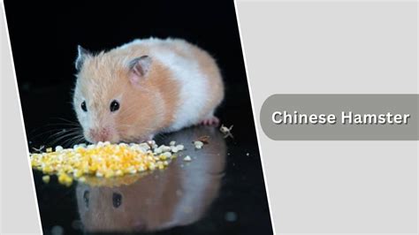 16 Types Of Hamster Different Species Identification With Pictures