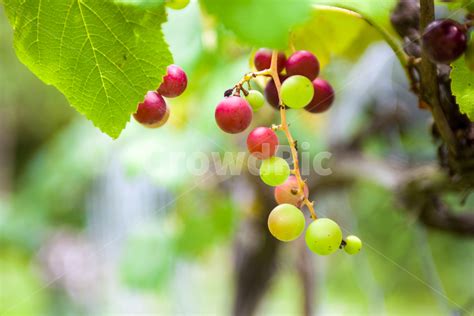 포도 포도나무 음식 식물 열매 사진이미지일러스트캘리그라피 Mspapa작가