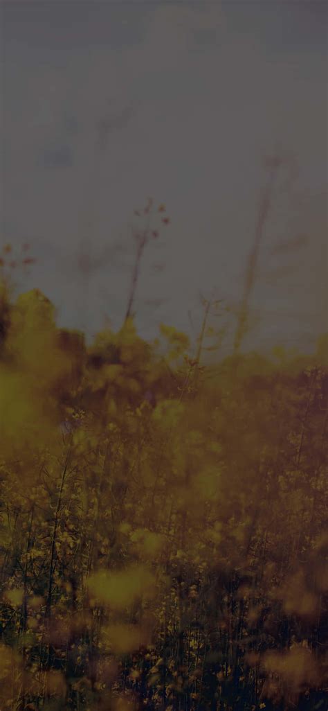 Download Spring Iphone Background