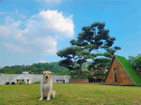 뭉게뭉게 구름산 빌리지 마당 포동 멍래블