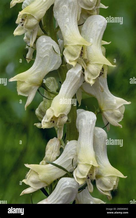 Yellow Wolfsbane Northern Wolfsbane Monkshood Wolfs Bane Aconitum