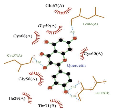 A Molecular Model Of The Most Active Molecule In The Quercetin In The Download Scientific