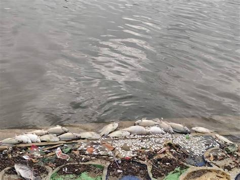 မကွေး၊ ကန်သာမင်္ဂလာကန်မှာ ငါးထောင်နဲ့ချီ သေဆုံးမှုဖြစ်၊ မြို့ခံတွေကချက်စားဖို့ ယူဆောင်နေကြတယ်လို့ဆို