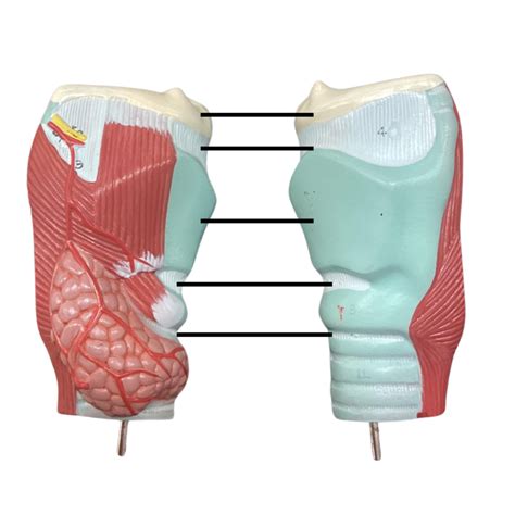 Thyroid Respiratory System Diagram Quizlet