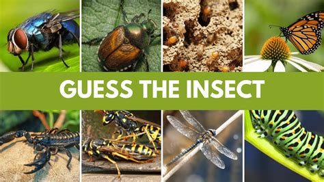 Guess The Insect Quiz Guess 25 Insect Youtube