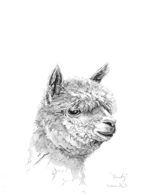 Randy Drawing By K Llamas Fine Art America