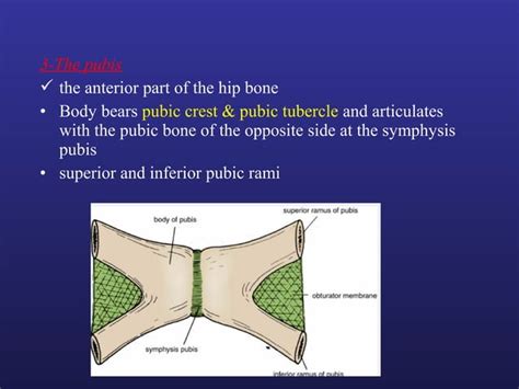 Pelvis And Pelvimetry Ppt
