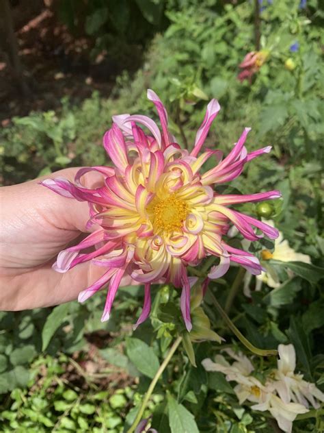 From Labyrinth Seed R Dahlias