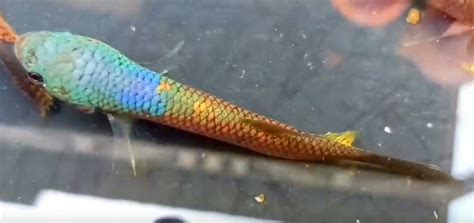 Ocellata Sp C Wild Exotic Bettas
