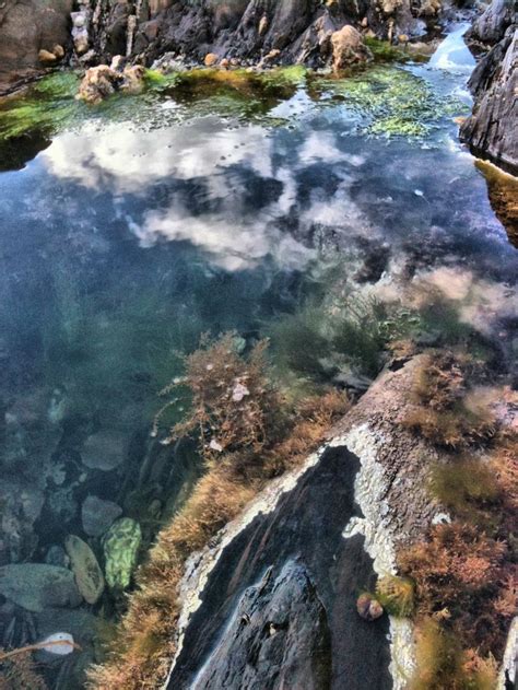 Rock Pool Thurlestone Devon Rock Pools Nature Photography