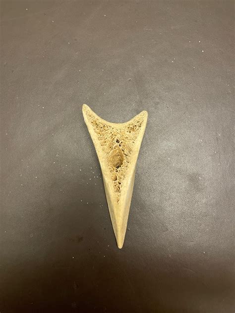 Help Me Identify This R Fossils