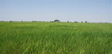 တောင်တွင်းကြီးမြို့နယ်၏ နွေစပါးစိုက်ပျိုးပြီးစီးမှုအခြေအနေ Consumer