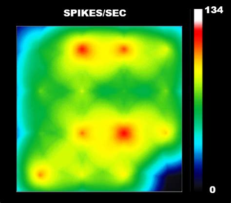 Cortical Glutamatergic Neurons Brainxell
