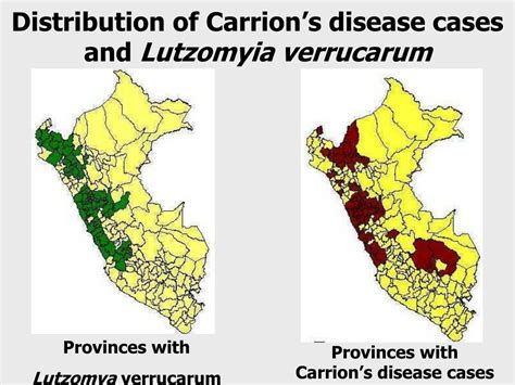 Ppt Human Bartonellosis Caused By Bartonella Bacilliformis Powerpoint Presentation Id 328537