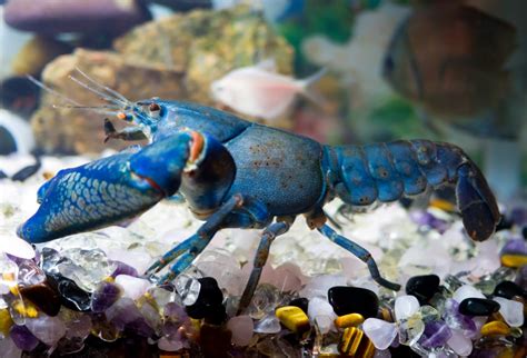 A Rare Sapphire Blue Lobster Caught Off Cape Cod