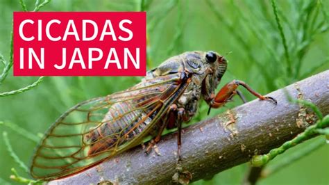 Japanese Cicadas Whats That Noise Alo Japan All About Japan