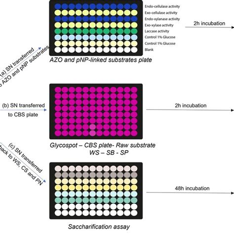Workflow Of The Experimental Set Up Performed Throughout The Study Download Scientific Diagram