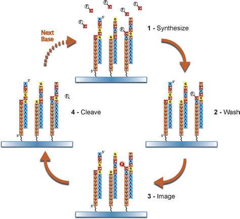 Types Of Massive Parallel Sequencing At Terry Stephen Blog
