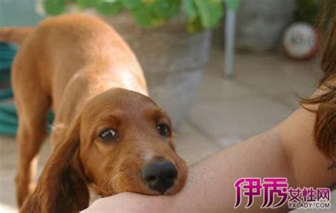 周公解梦梦见狗咬我图周公解梦梦见狗咬我 又有什么特别的寓意呢 3 伊秀星座 yxlady
