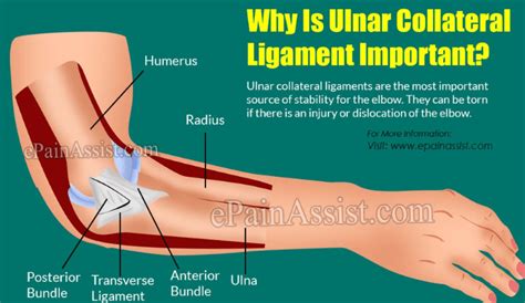 Ulnar Collateral Ligament Elbow