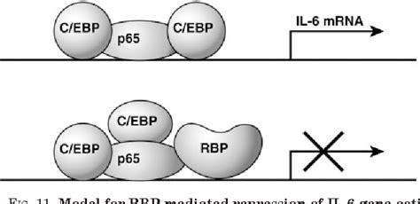 figure 1 from binding of c ebp and rbp cbf1 to overlapping sites