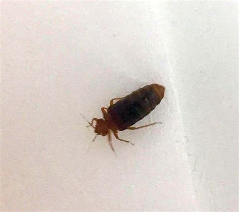 Bed Bug Pest Control Canada Bed Bug Pest Control Canada