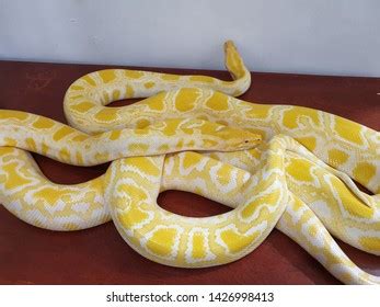 903 Albino Burmese Pythons Images Stock Photos Vectors Shutterstock