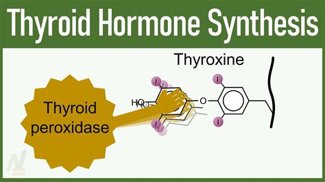 Thyroid Hormone Synthesis Youtube