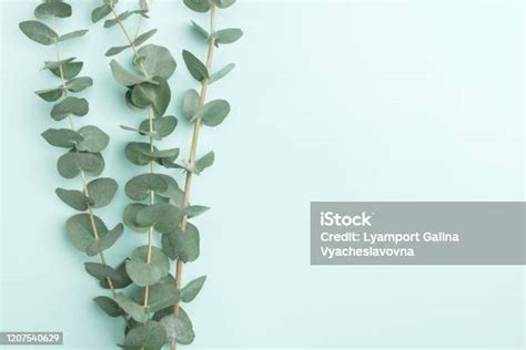 종이 파란색 배경에 잎녹색 유칼립투스 분기 상단보기 플랫 레이 복사 공간으로 모형 나뭇가지에 대한 스톡 사진 및 기타 이미지 나뭇가지 바로 위 배경 주제 Istock