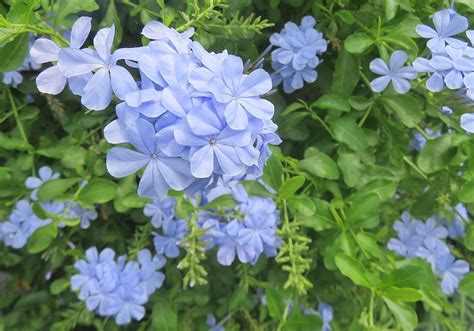 親バカ情けないでも 花はルリマツリ だいのひとりごと 楽天ブログ