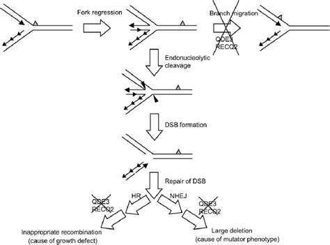 A Model To Explain How The Loss Of Function Of RecQ Helicases Results